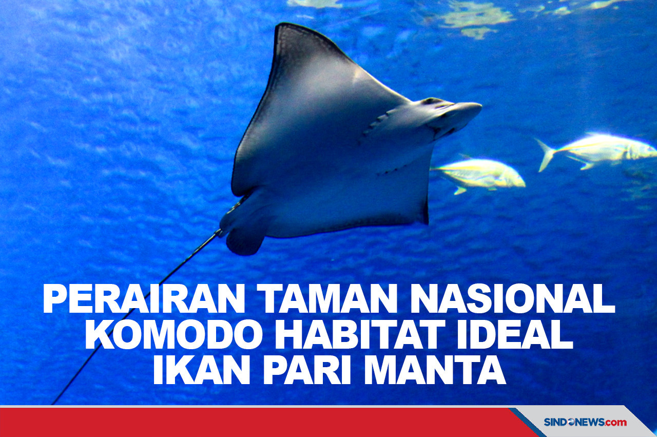 SINDOgrafis: Perairan Taman Nasional Komodo Habitat Ideal Ikan Pari Manta