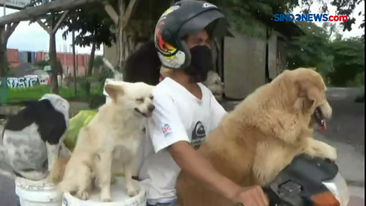 VIDEO: Viral, Pria di Bali Bawa 6 Ekor Anjing Naik Motor