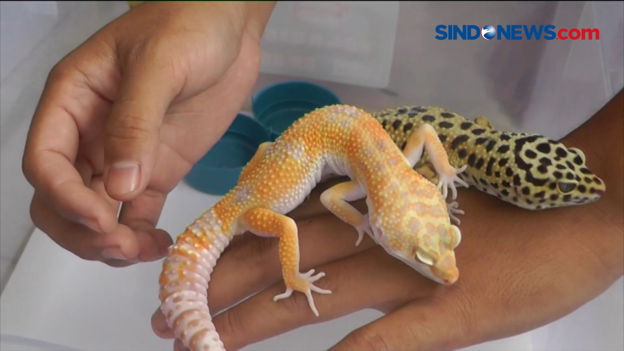 VIDEO: Budidaya Tokek Hias Leopard Gecko asal Pakistan Hasilkan Jutaan ...