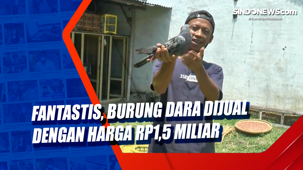 VIDEO: Fantastis, Burung Dara Dijual dengan Harga Rp1,5 Miliar