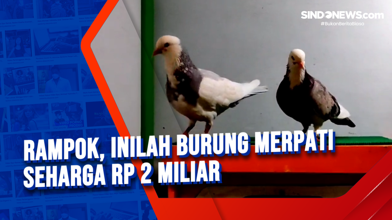 VIDEO: Rampok, Inilah Burung Merpati Seharga Rp 2 Miliar
