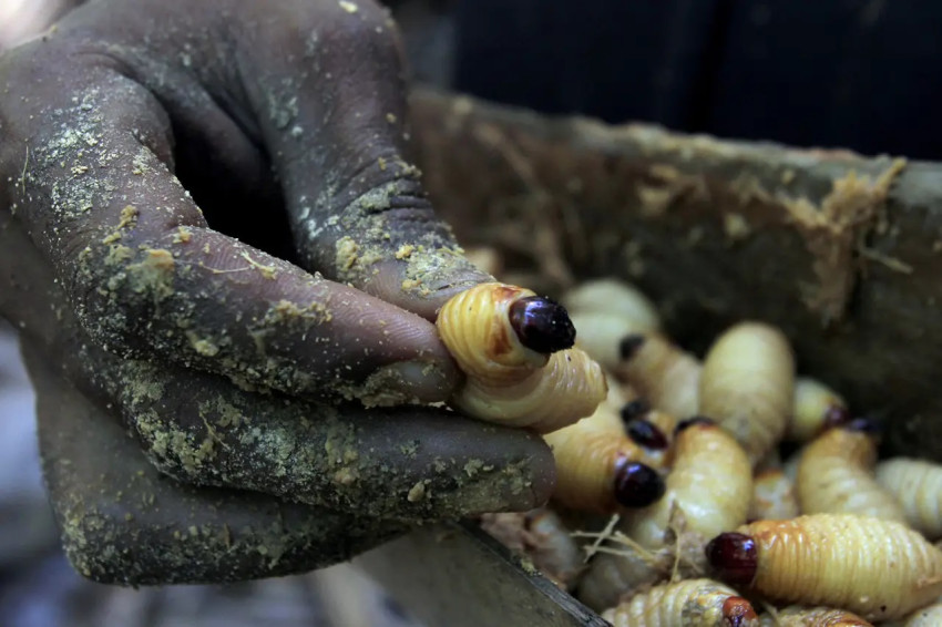 Mengenal Ulat Sagu Papua, Larva Kumbang yang Jadi Kaya Protein