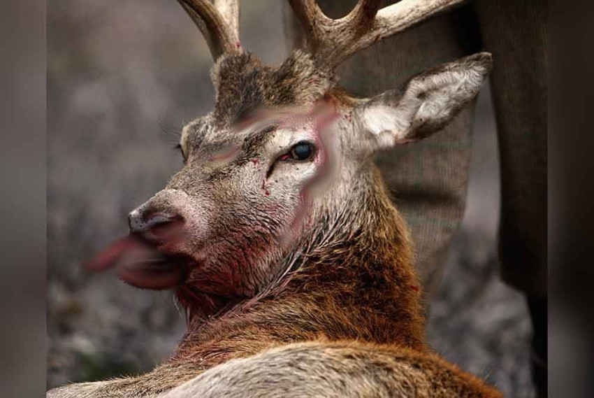 Penyakit Rusa Zombie Teror Amerika Serikat