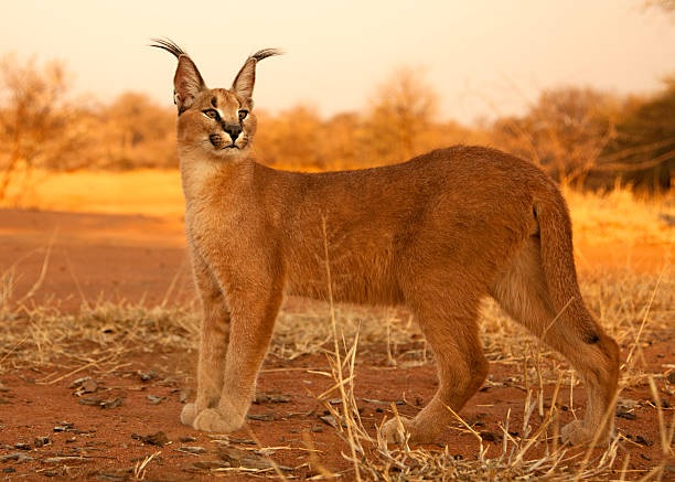 Kenapa Kucing Caracal Menyerang Tentara Israel? Diduga Jadi Agen Hamas ...