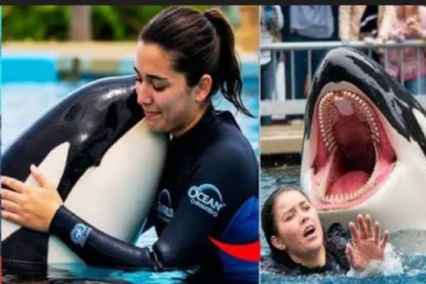 Video Jessica Radcliffe Tewas Dimangsa Paus Viral di Mana-mana, Ini ...