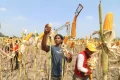 FOTO: Dukung Ketahanan Pangan Nasional, Syngenta Luncurkan Jagung ...