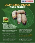 SINDOgrafis: Ulat Sagu Papua, Larva Kumbang yang Sangat Kaya Protein